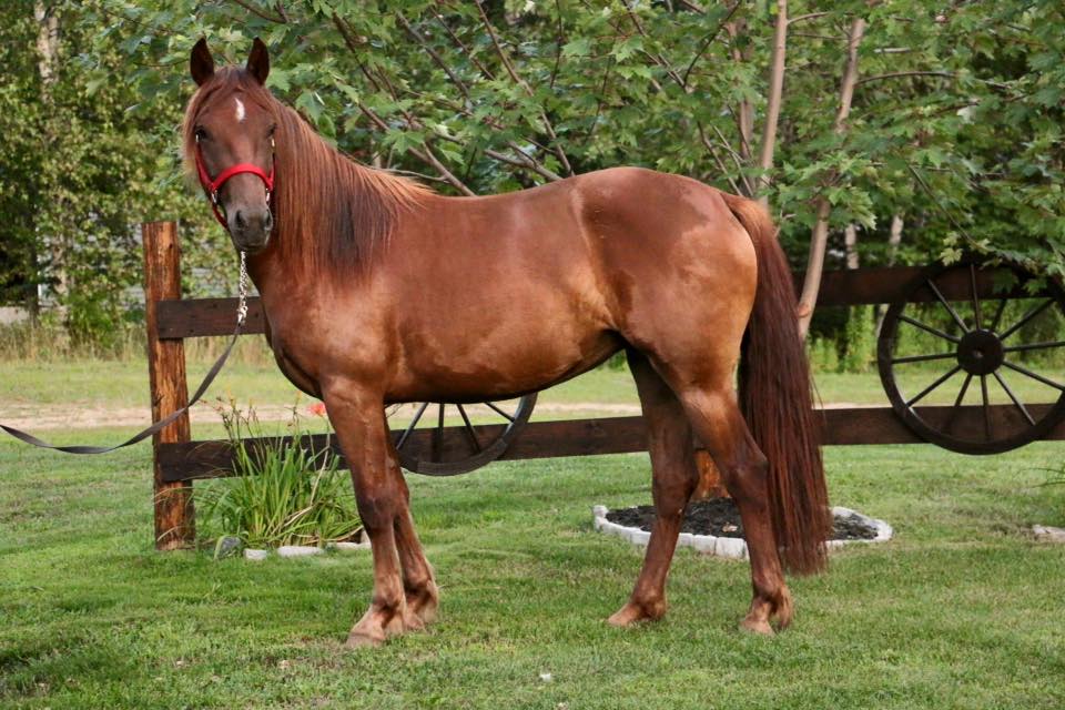 Advertising on CHL | The Canadian Horse Link | Connecting Buyers ...