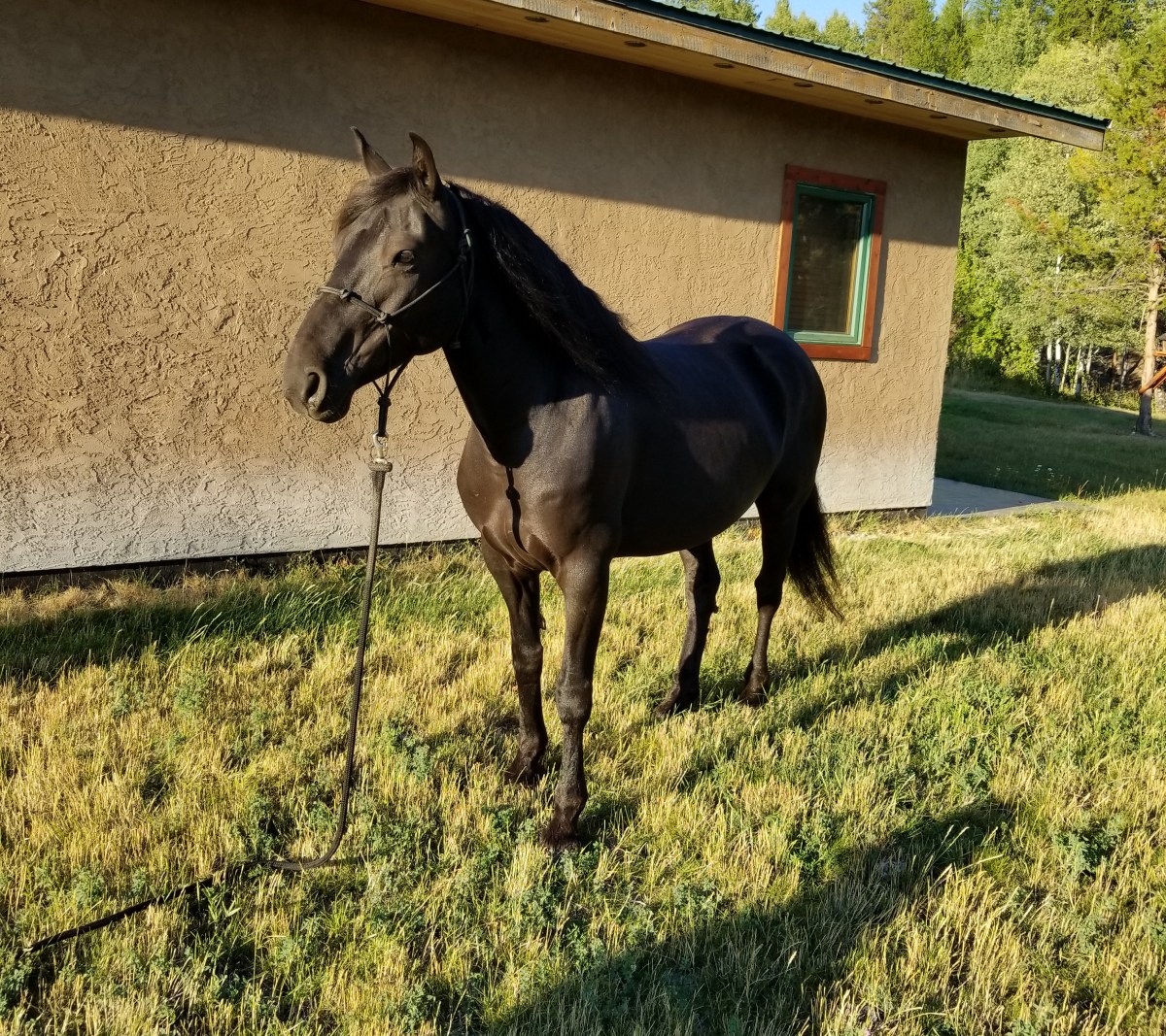 SOLD! BLAIN DAPPER WHIRL #13324 (BRITISH COLUMBIA) | The Canadian Horse ...