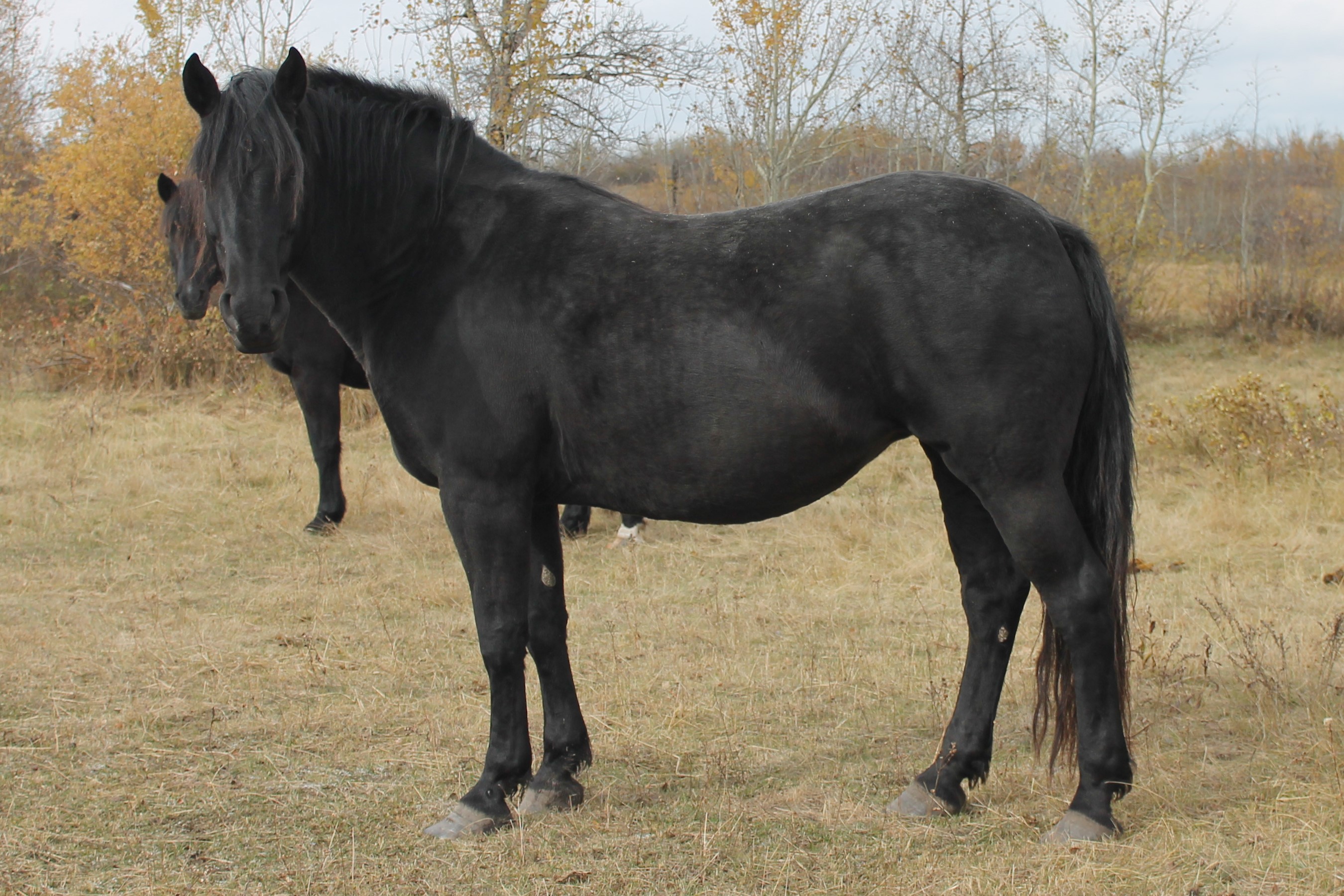 The Canadian Horse Link | Connecting Buyers & Sellers of Canadian Horses