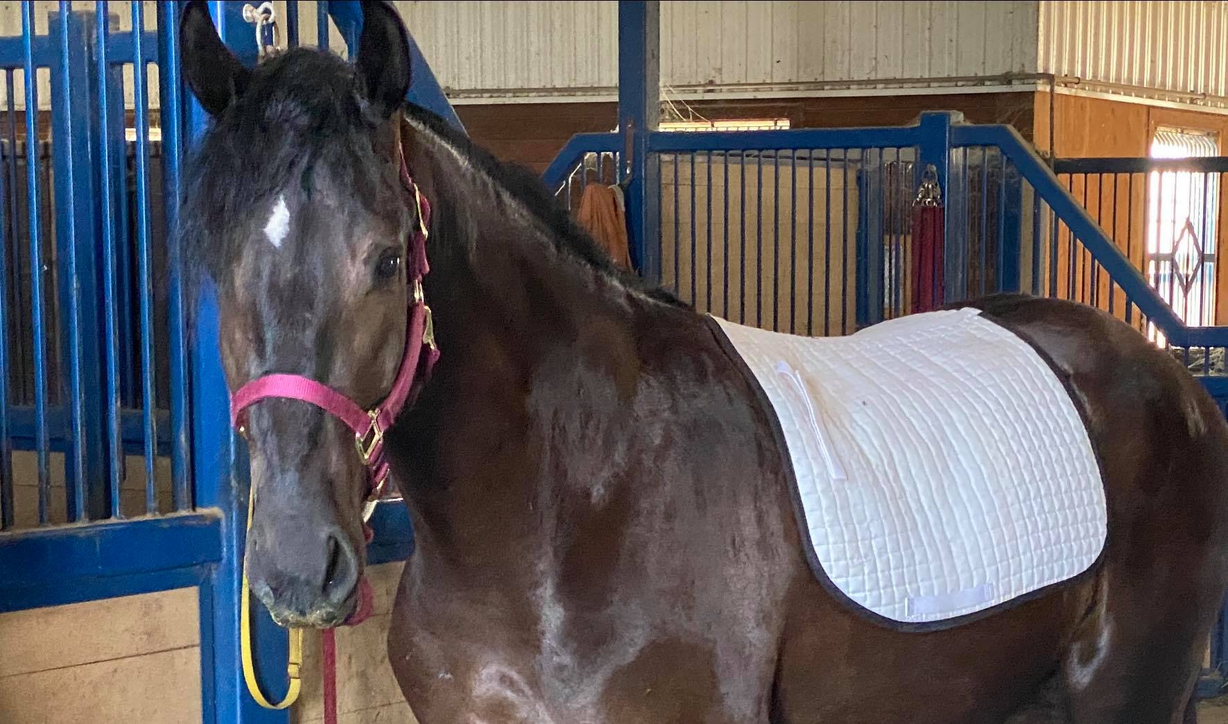 The Canadian Horse Link | Connecting Buyers & Sellers of Canadian Horses