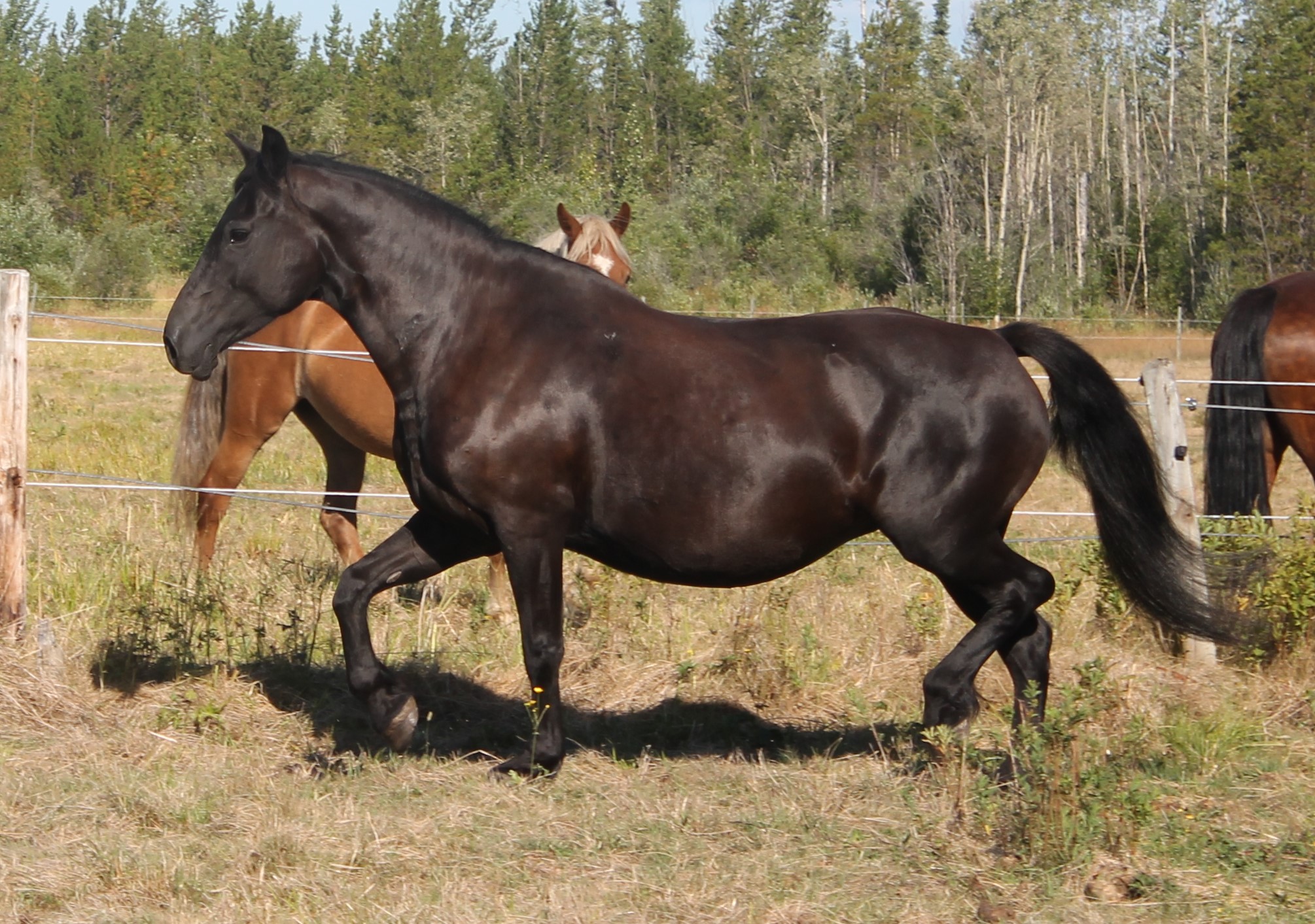 IMG_2322 | The Canadian Horse Link | Connecting Buyers & Sellers of ...