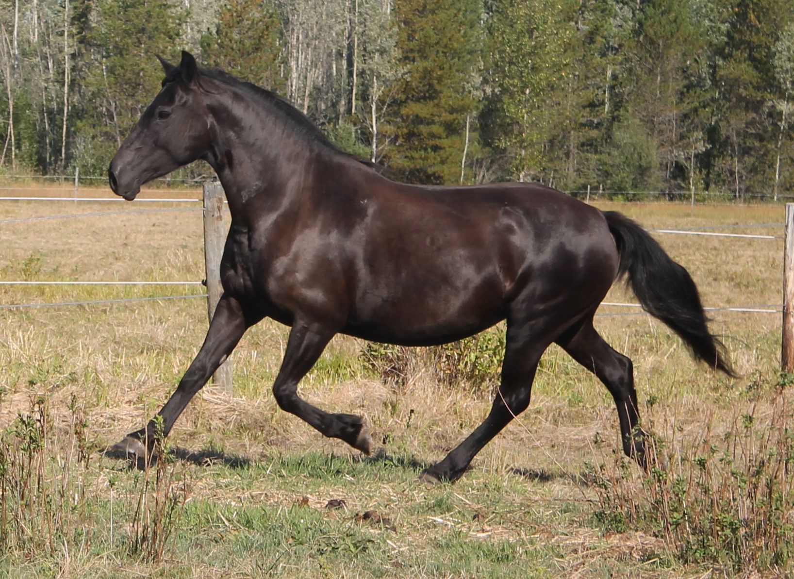 IMG_2340 | The Canadian Horse Link | Connecting Buyers & Sellers of ...
