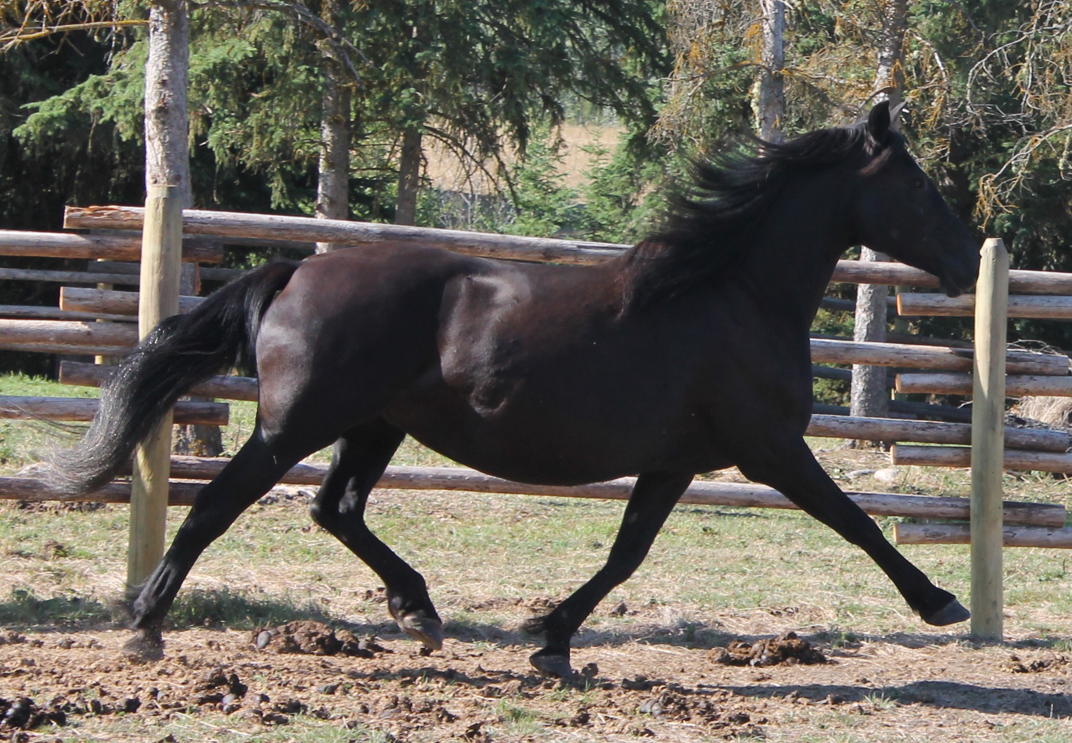 IMG_2348 | The Canadian Horse Link | Connecting Buyers & Sellers of ...