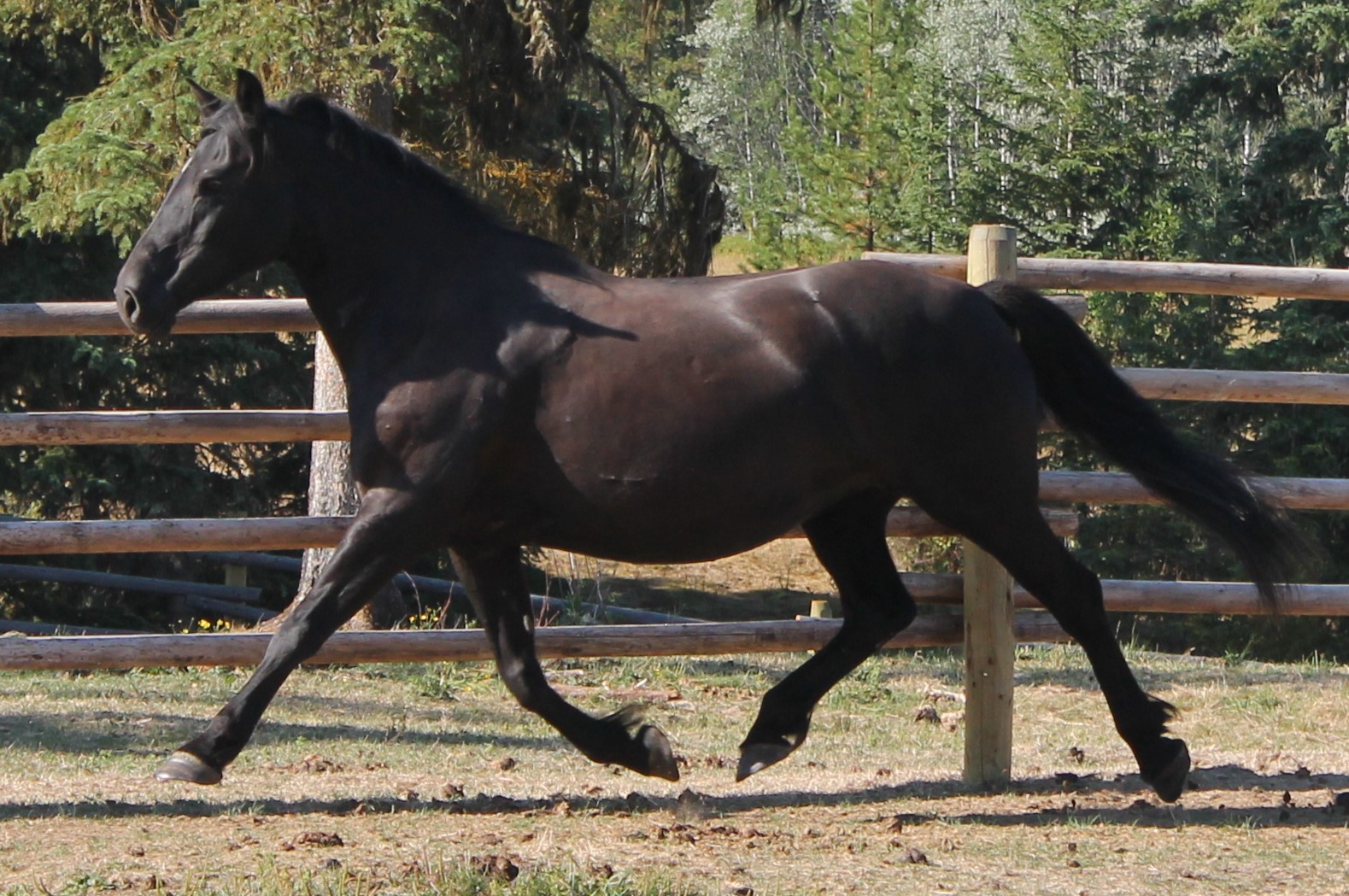 IMG_2403 | The Canadian Horse Link | Connecting Buyers & Sellers of ...