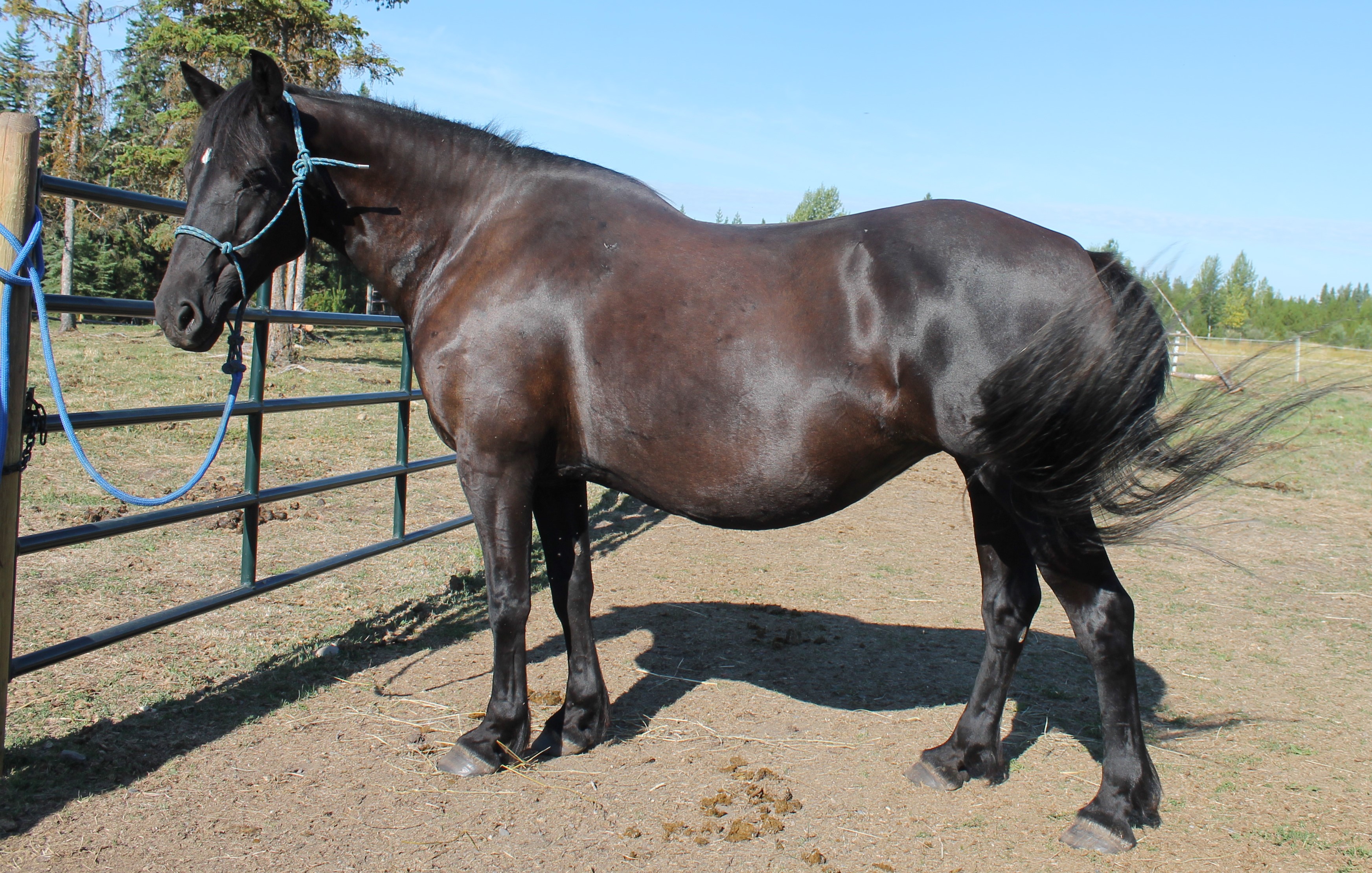 IMG_2414 | The Canadian Horse Link | Connecting Buyers & Sellers of ...