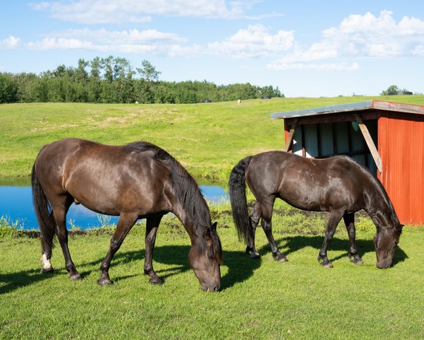 thumbnail_DSC00325 | The Canadian Horse Link | Connecting Buyers ...