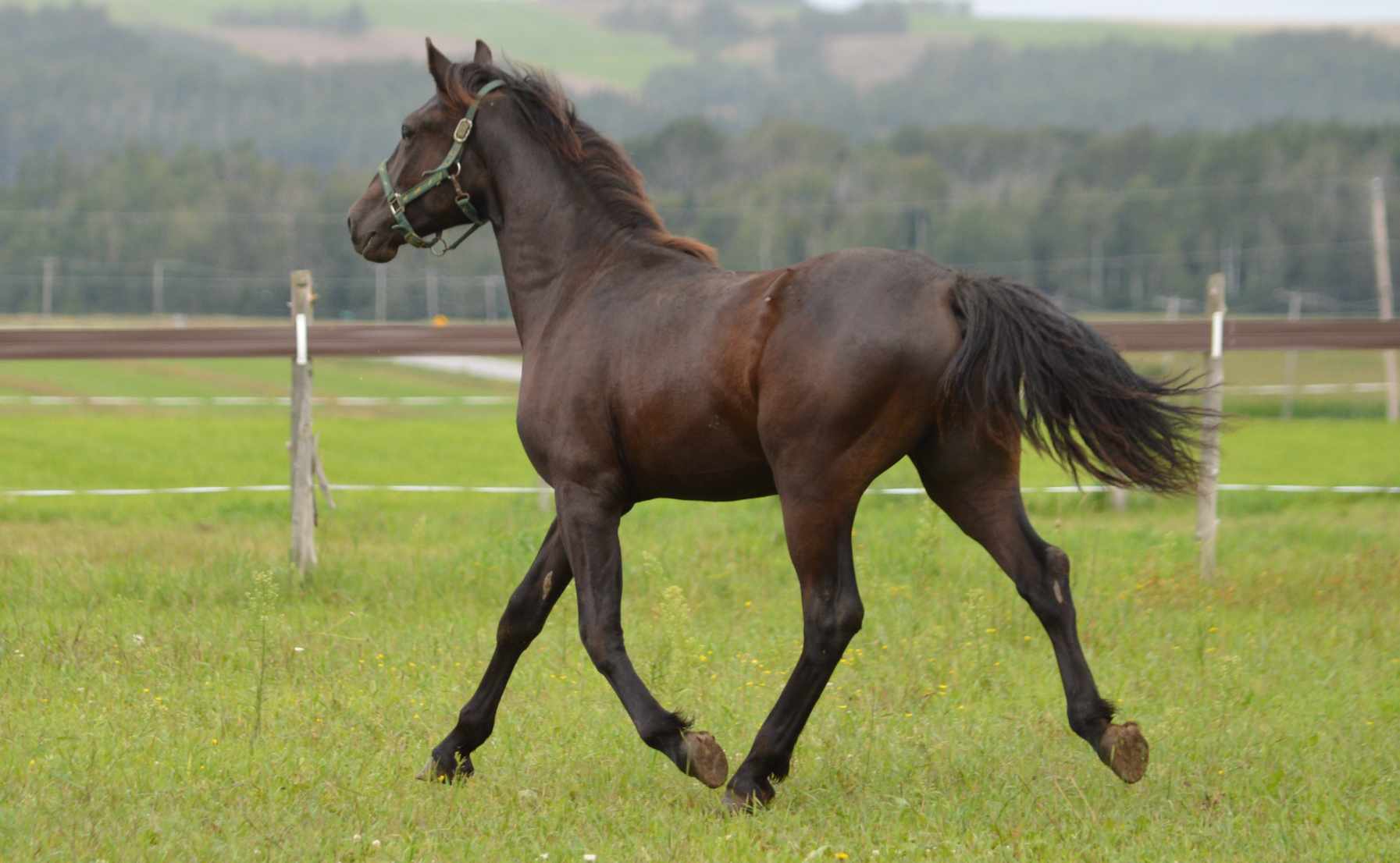 GELDINGS FOR SALE | The Canadian Horse Link | Connecting Buyers ...