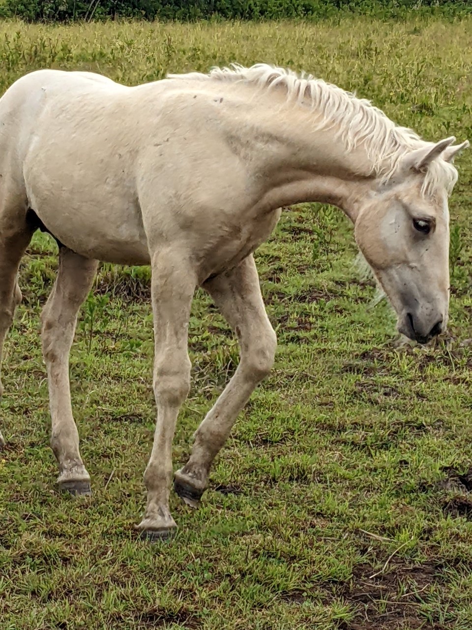 The Canadian Horse Link | Connecting Buyers & Sellers of Canadian ...