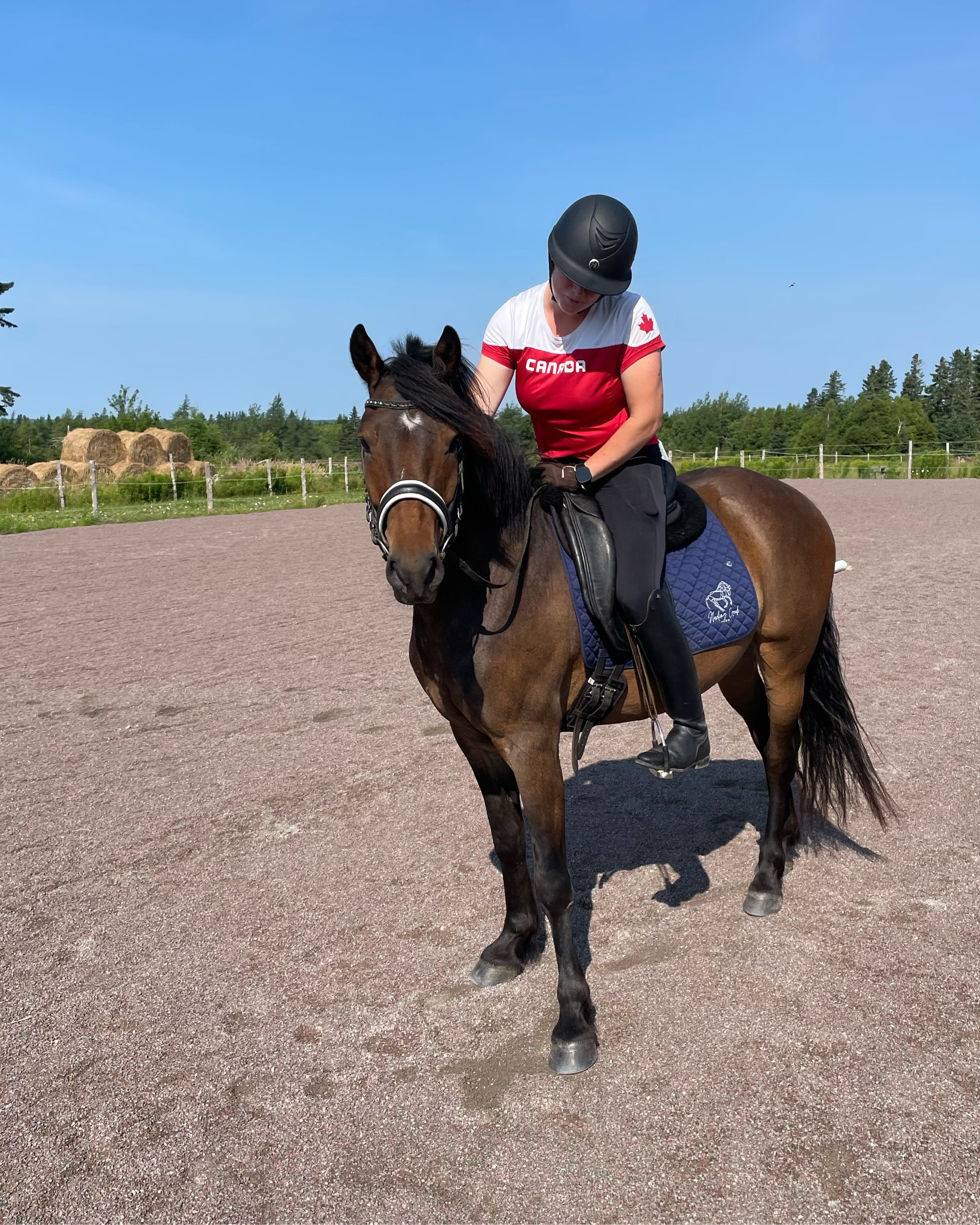 GELDINGS FOR SALE | The Canadian Horse Link | Connecting Buyers ...