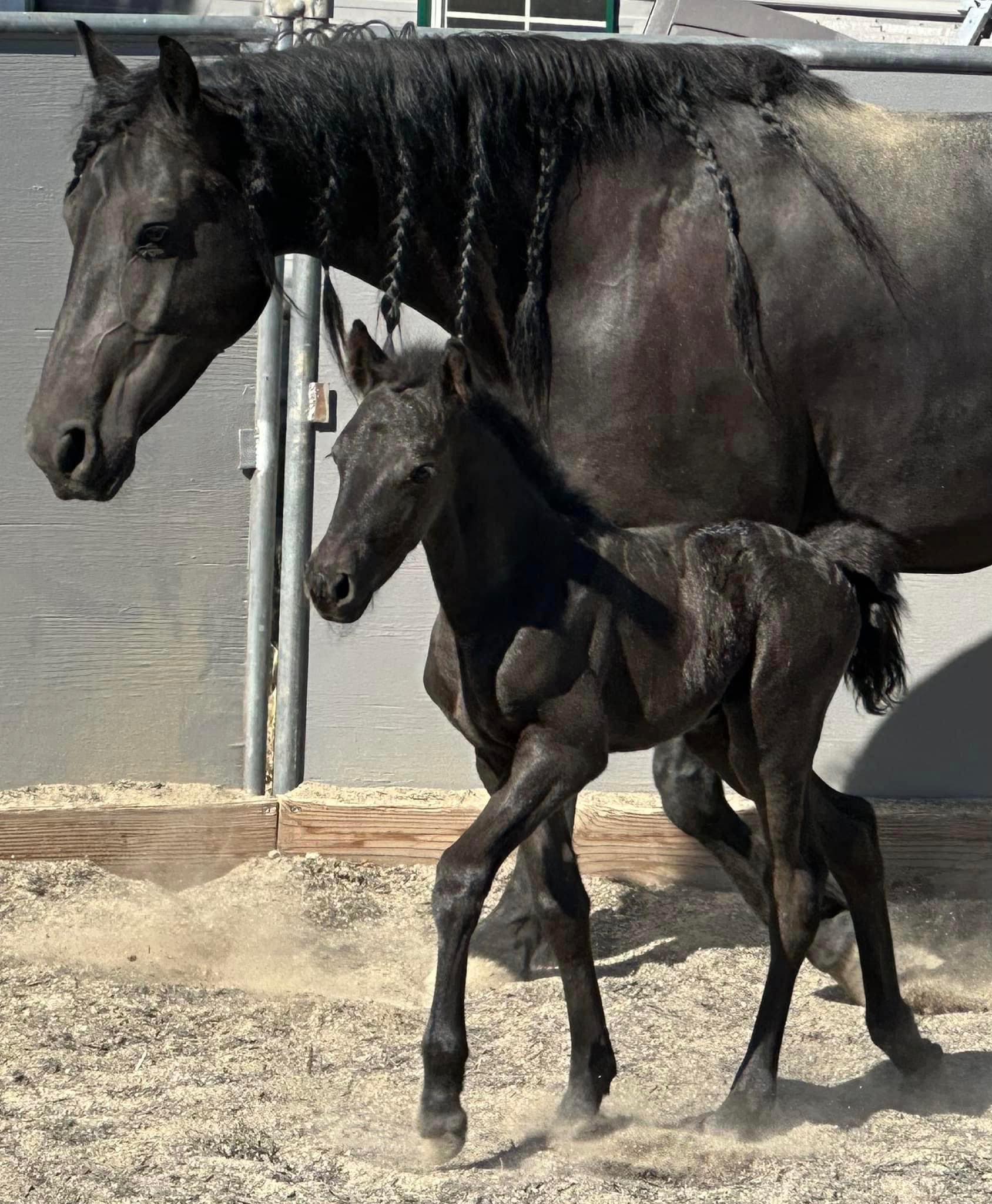 The Canadian Horse Link | Connecting Buyers & Sellers of Canadian ...