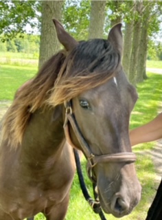 The Canadian Horse Link | Connecting Buyers & Sellers of Canadian ...