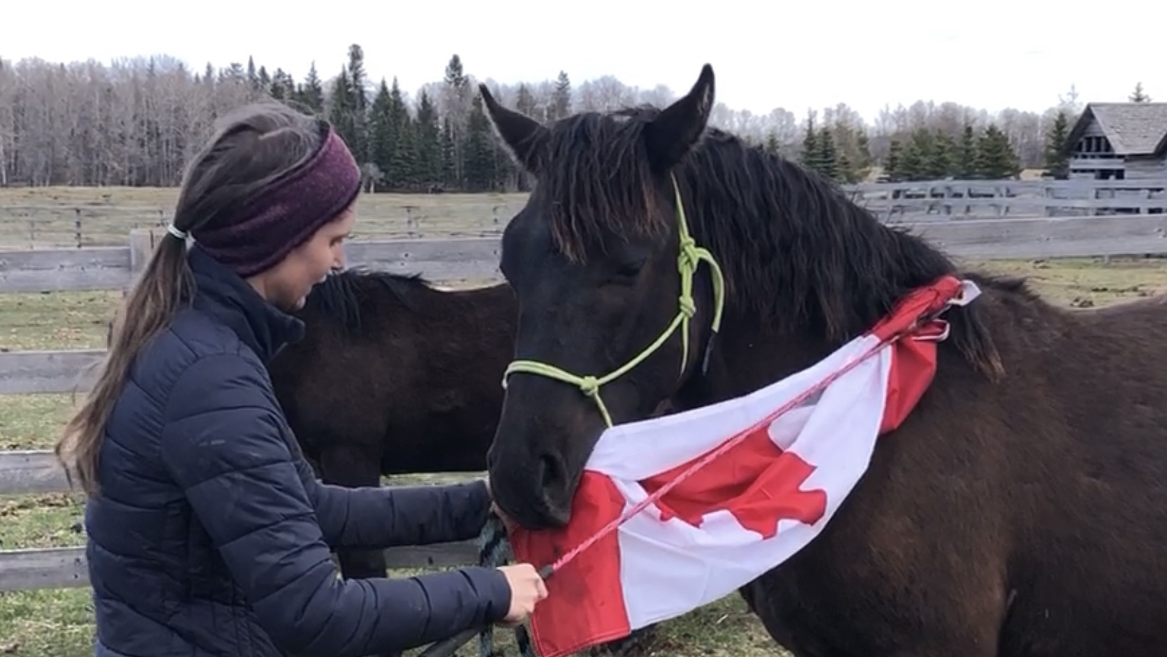 GELDINGS FOR SALE | The Canadian Horse Link | Connecting Buyers ...