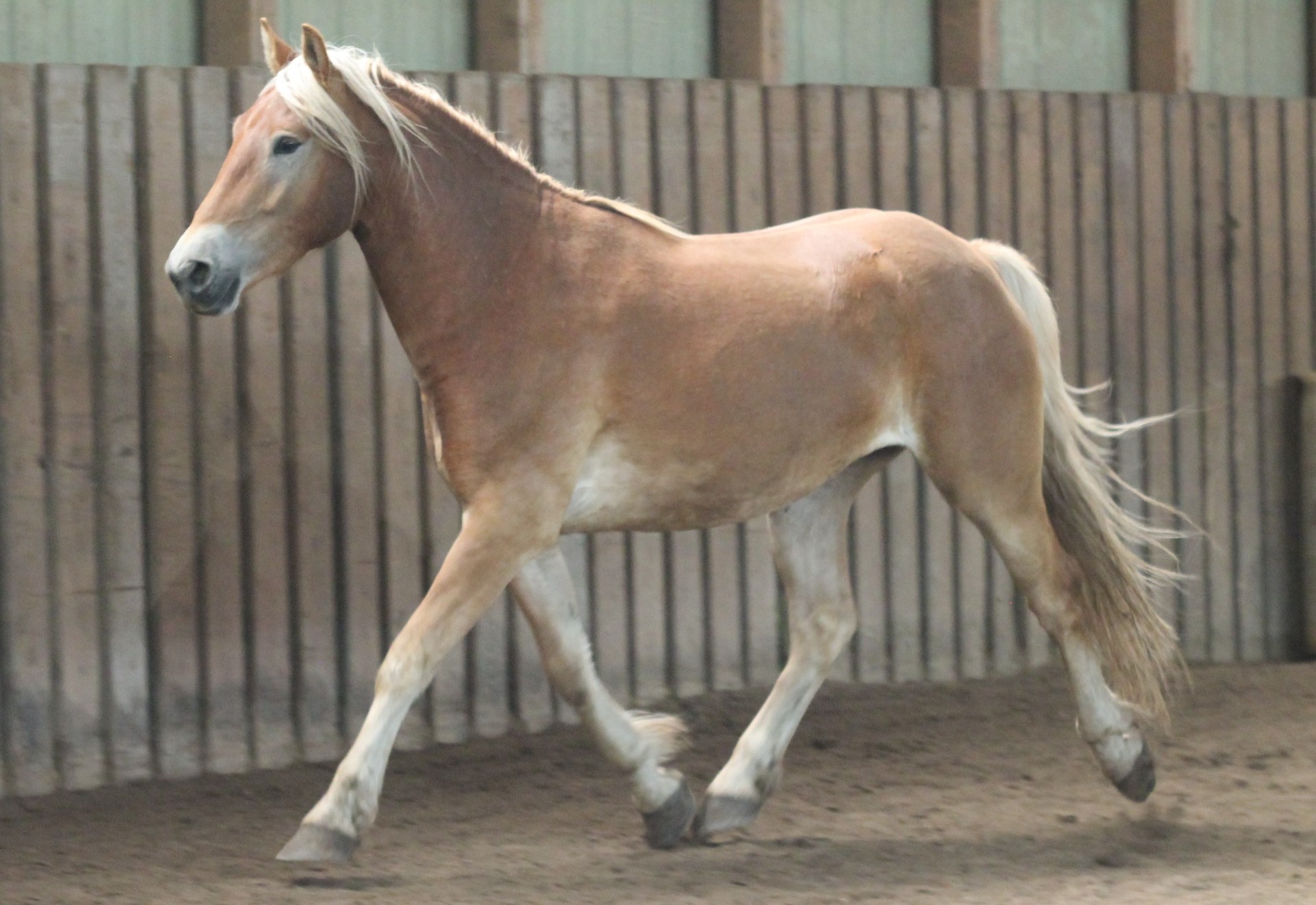 GELDINGS FOR SALE | The Canadian Horse Link | Connecting Buyers ...