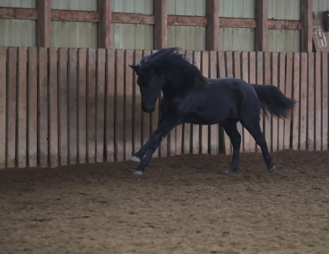 The Canadian Horse Link | Connecting Buyers & Sellers of Canadian ...