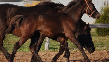 The Canadian Horse Link | Connecting Buyers & Sellers of Canadian ...