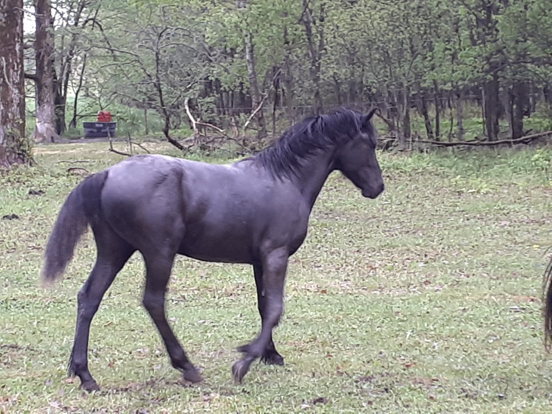 The Canadian Horse Link | Connecting Buyers & Sellers of Canadian ...