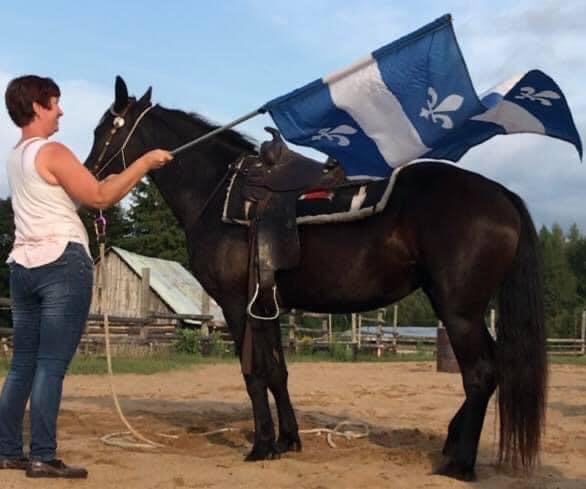 The Canadian Horse Link | Connecting Buyers & Sellers of Canadian ...