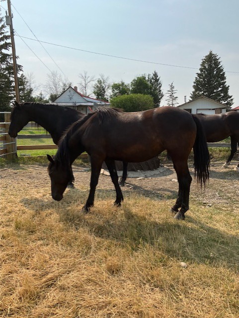 The Canadian Horse Link | Connecting Buyers & Sellers of Canadian ...