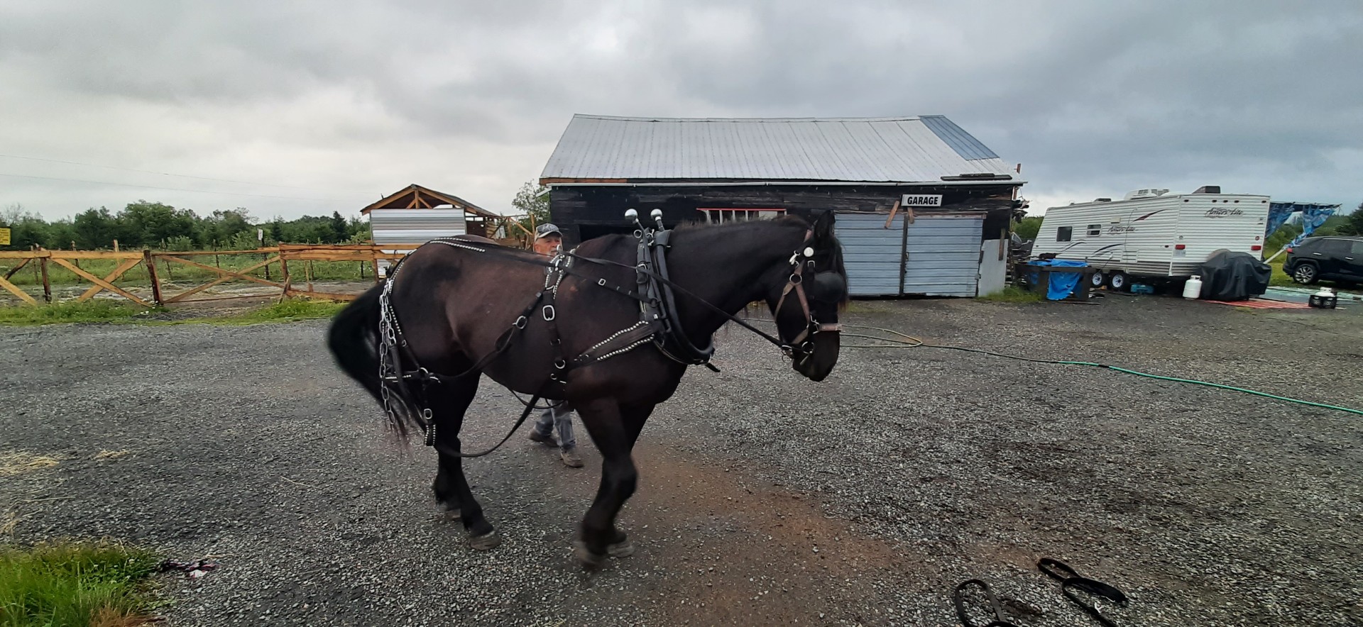 The Canadian Horse Link | Connecting Buyers & Sellers of Canadian ...