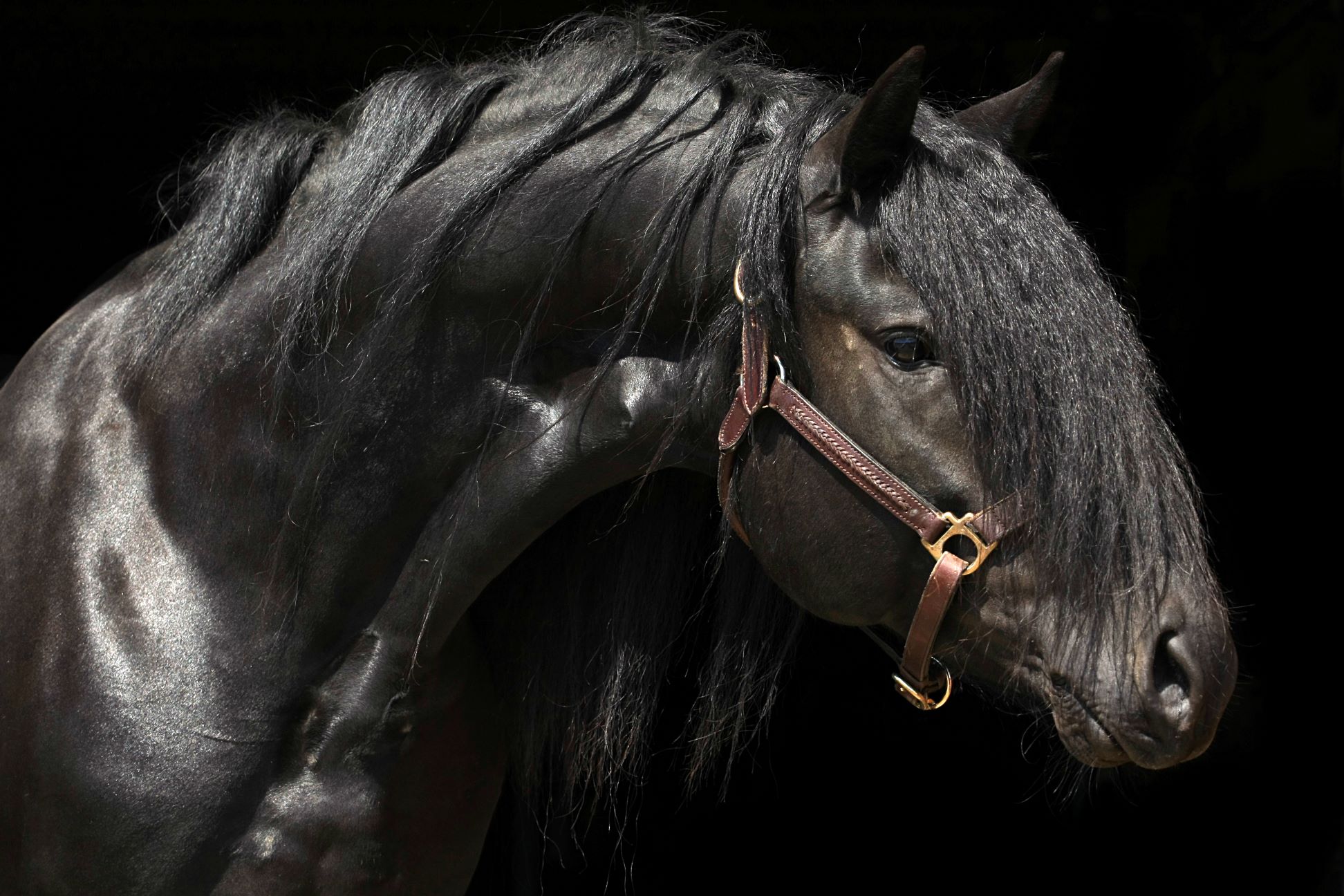 The Canadian Horse Link | Connecting Buyers & Sellers of Canadian ...