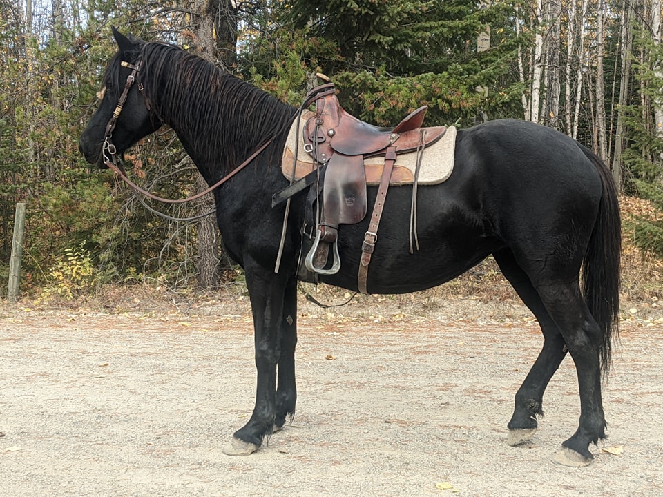 The Canadian Horse Link | Connecting Buyers & Sellers of Canadian ...