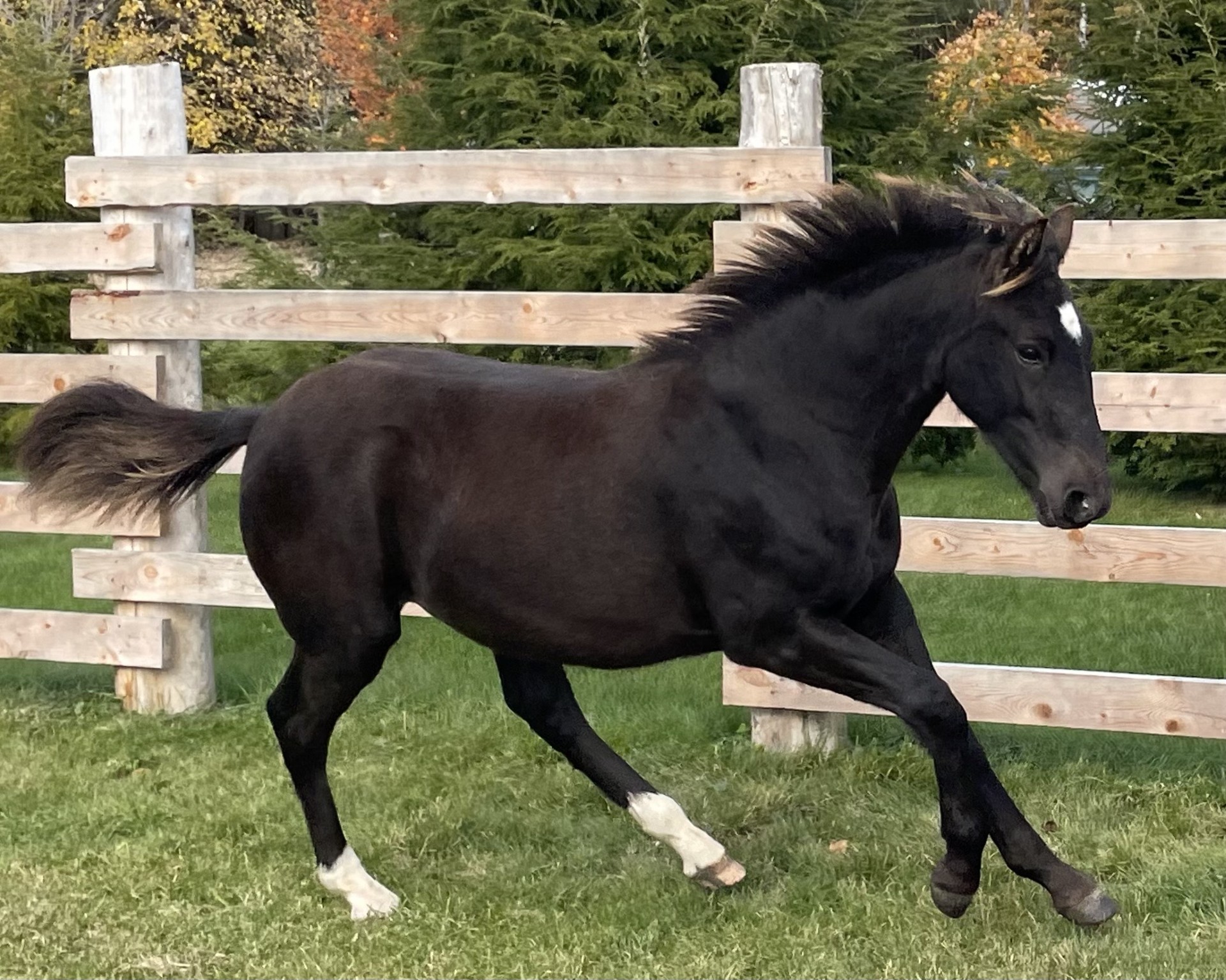 The Canadian Horse Link | Connecting Buyers & Sellers of Canadian ...