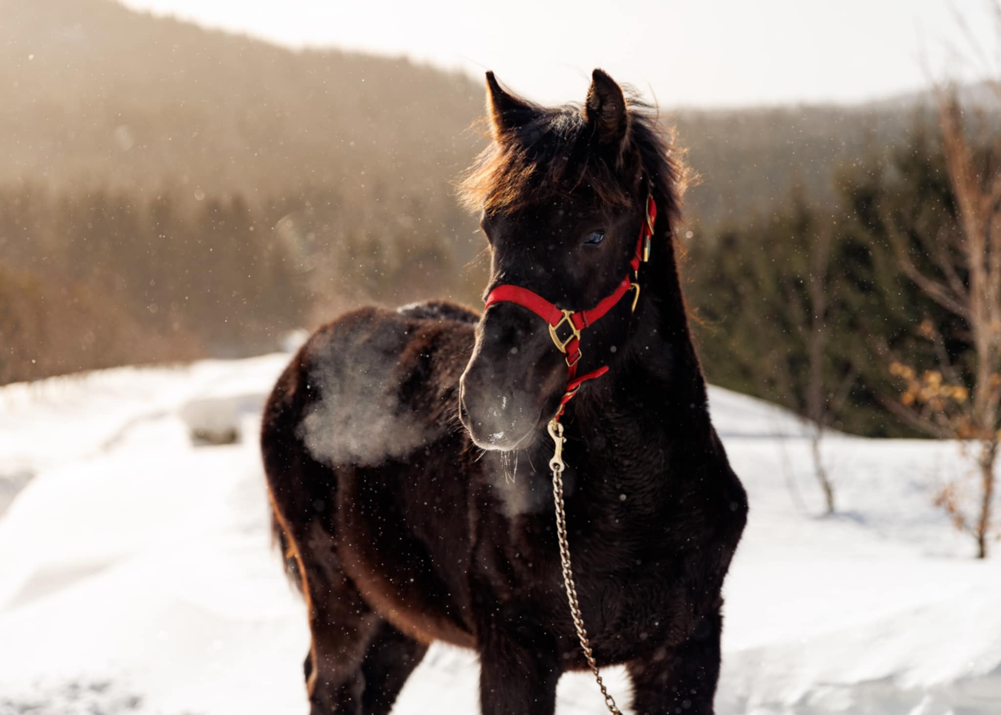 The Canadian Horse Link | Connecting Buyers & Sellers of Canadian ...