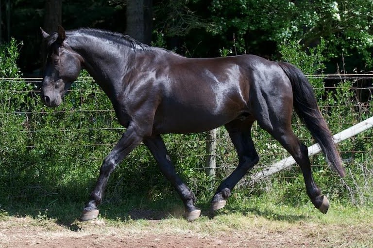 The Canadian Horse Link | Connecting Buyers & Sellers of Canadian ...